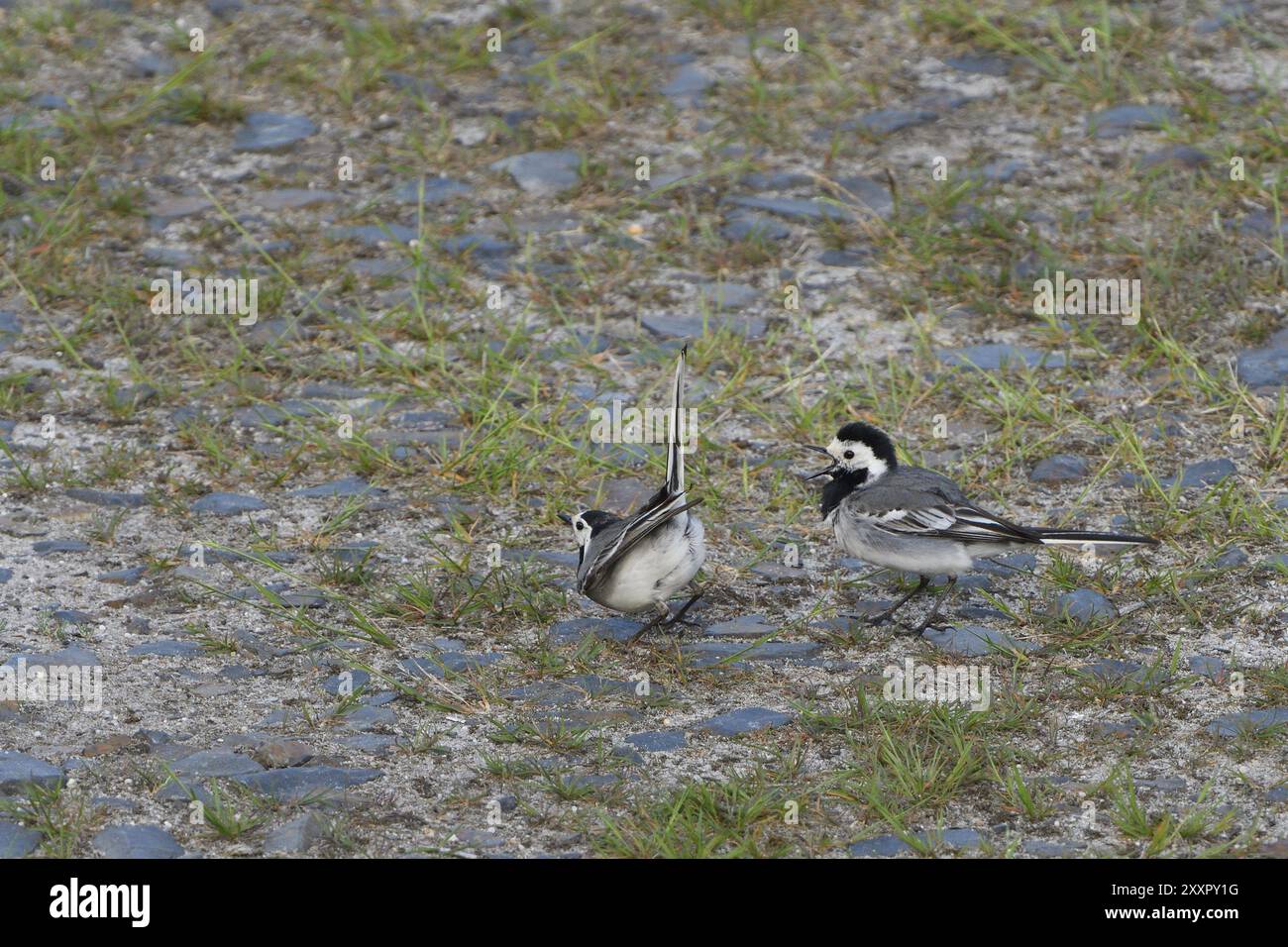 White wagtails mating. White wagtail mating season Stock Photo - Alamy