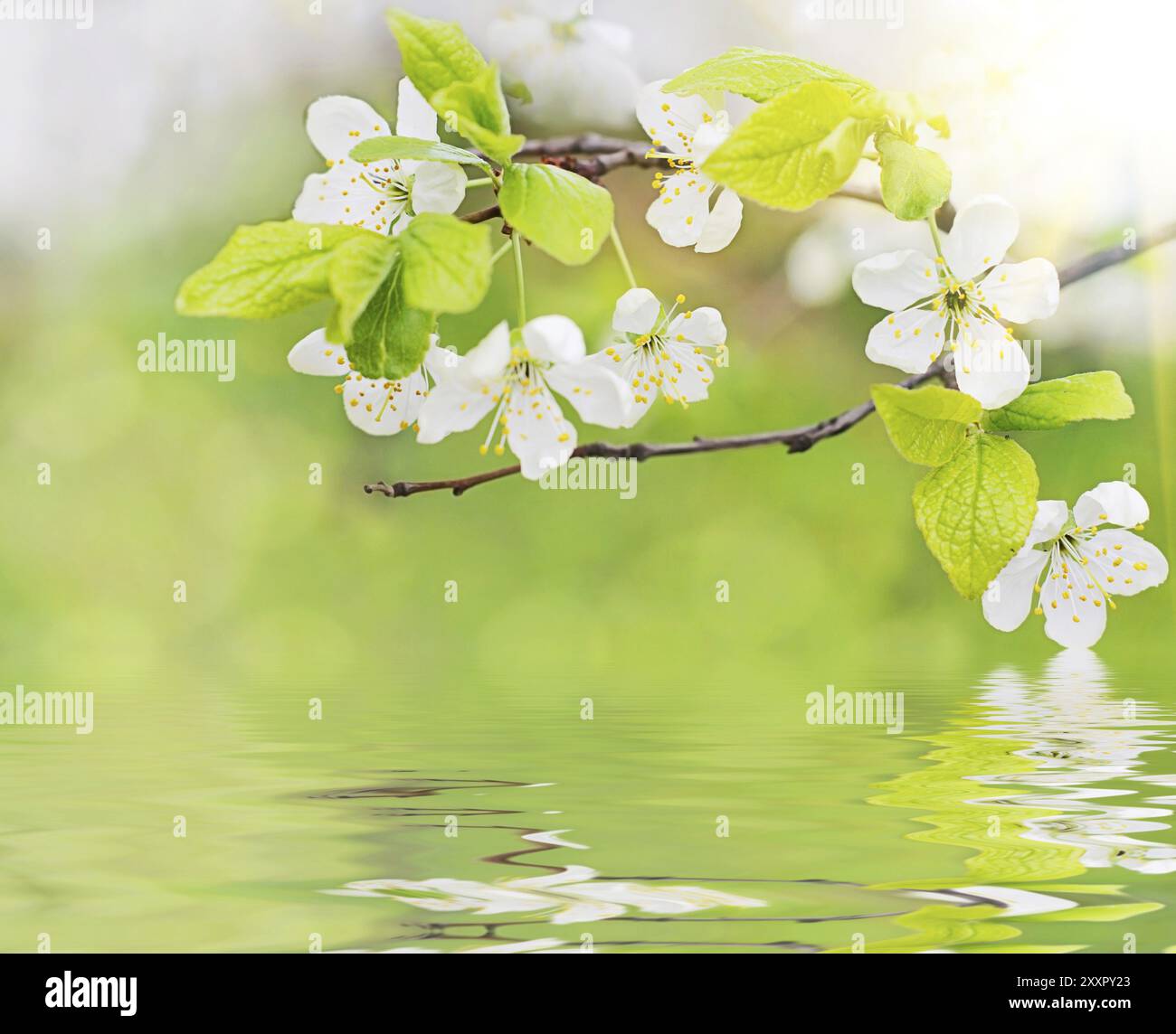 White spring flowers on a tree branch over water waves and green bokeh ...