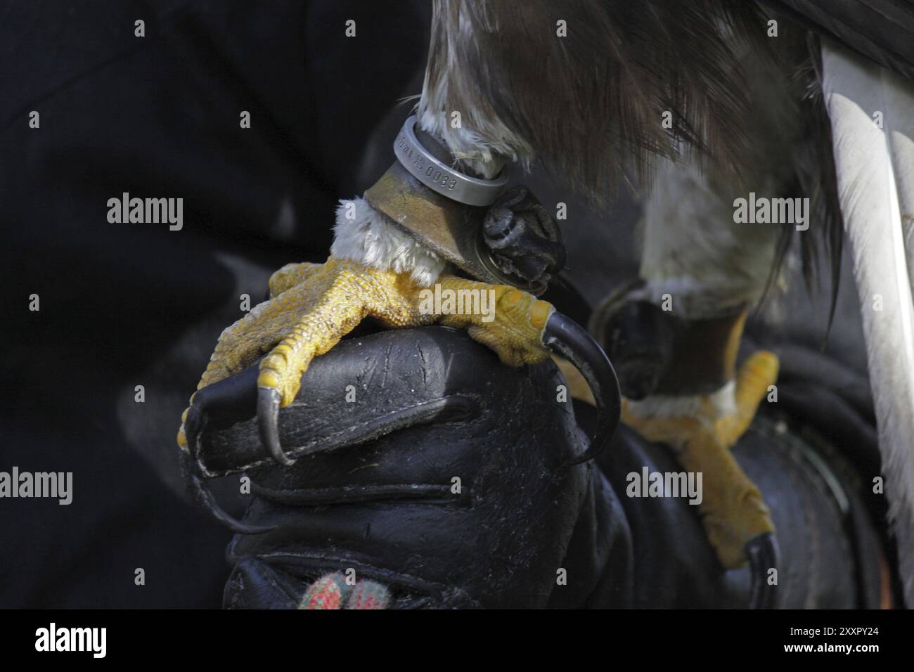 Golden eagle catches on the hand of a falconer Stock Photo - Alamy