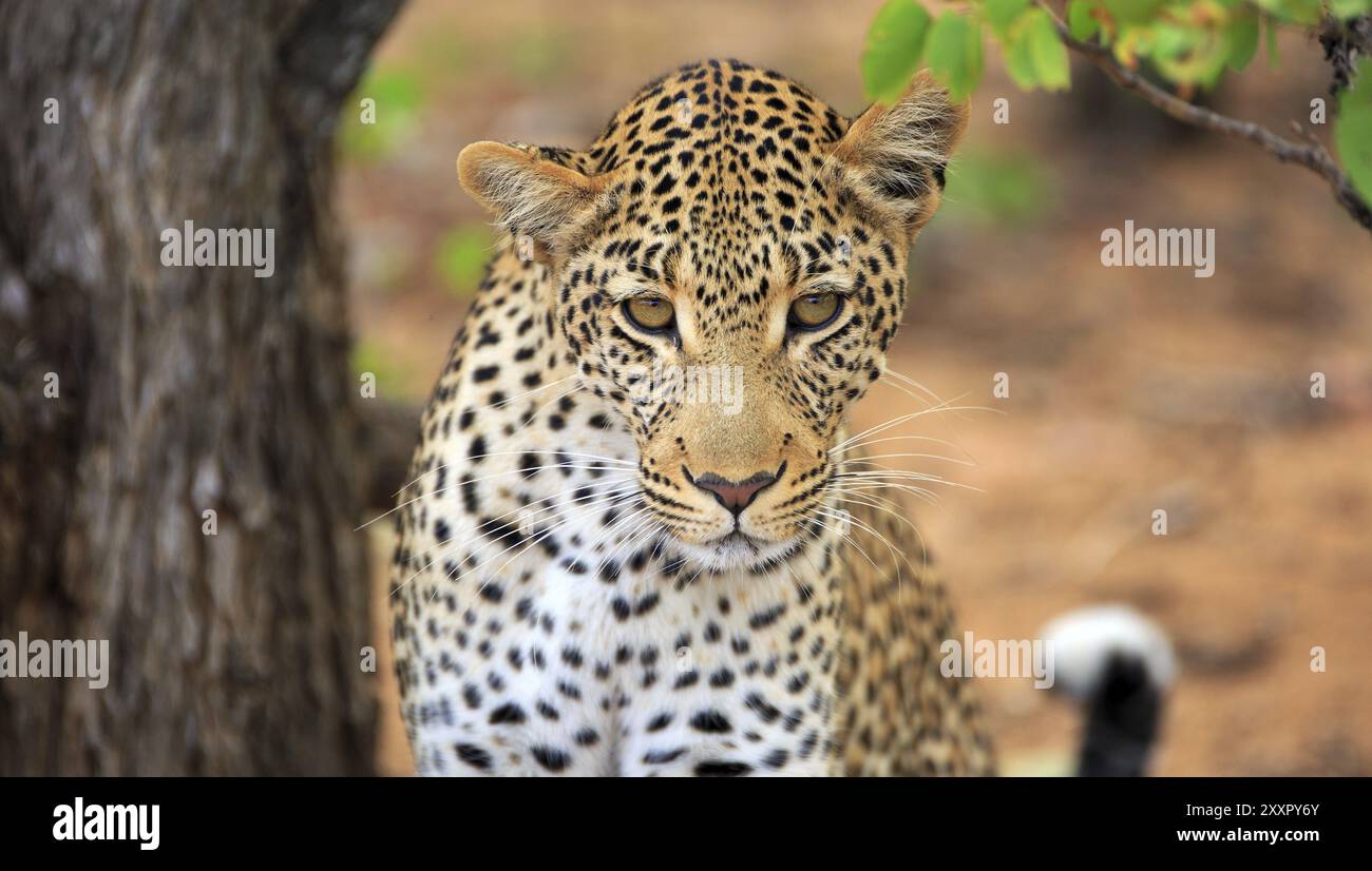 Leopard facing camera hi-res stock photography and images - Alamy