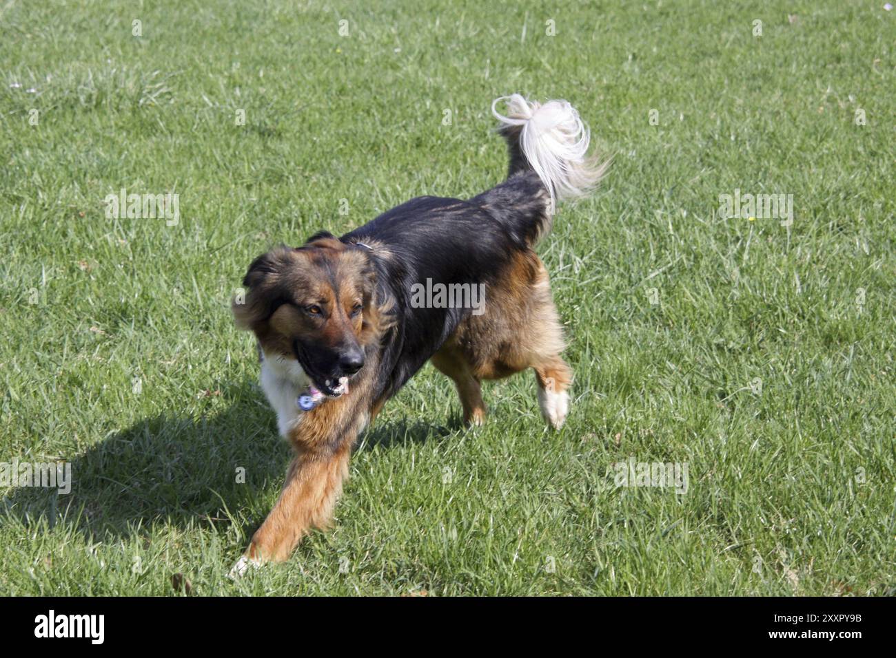 Dog romping hi-res stock photography and images - Alamy