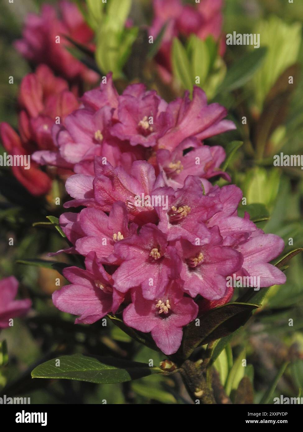 Alpenrose, mountain flower of the Rhododendron family Stock Photo - Alamy