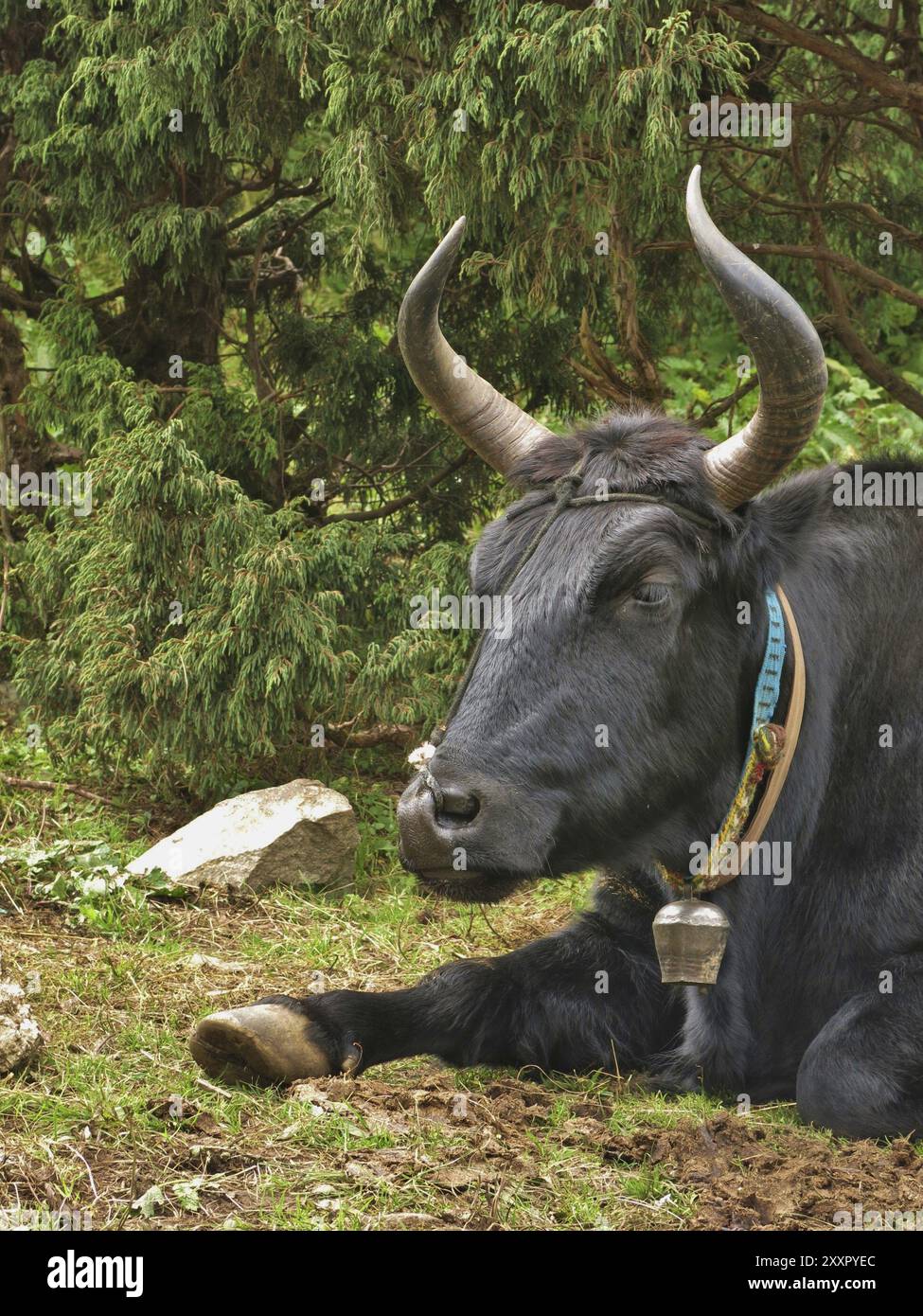 Top down view domestic cow hi-res stock photography and images - Alamy