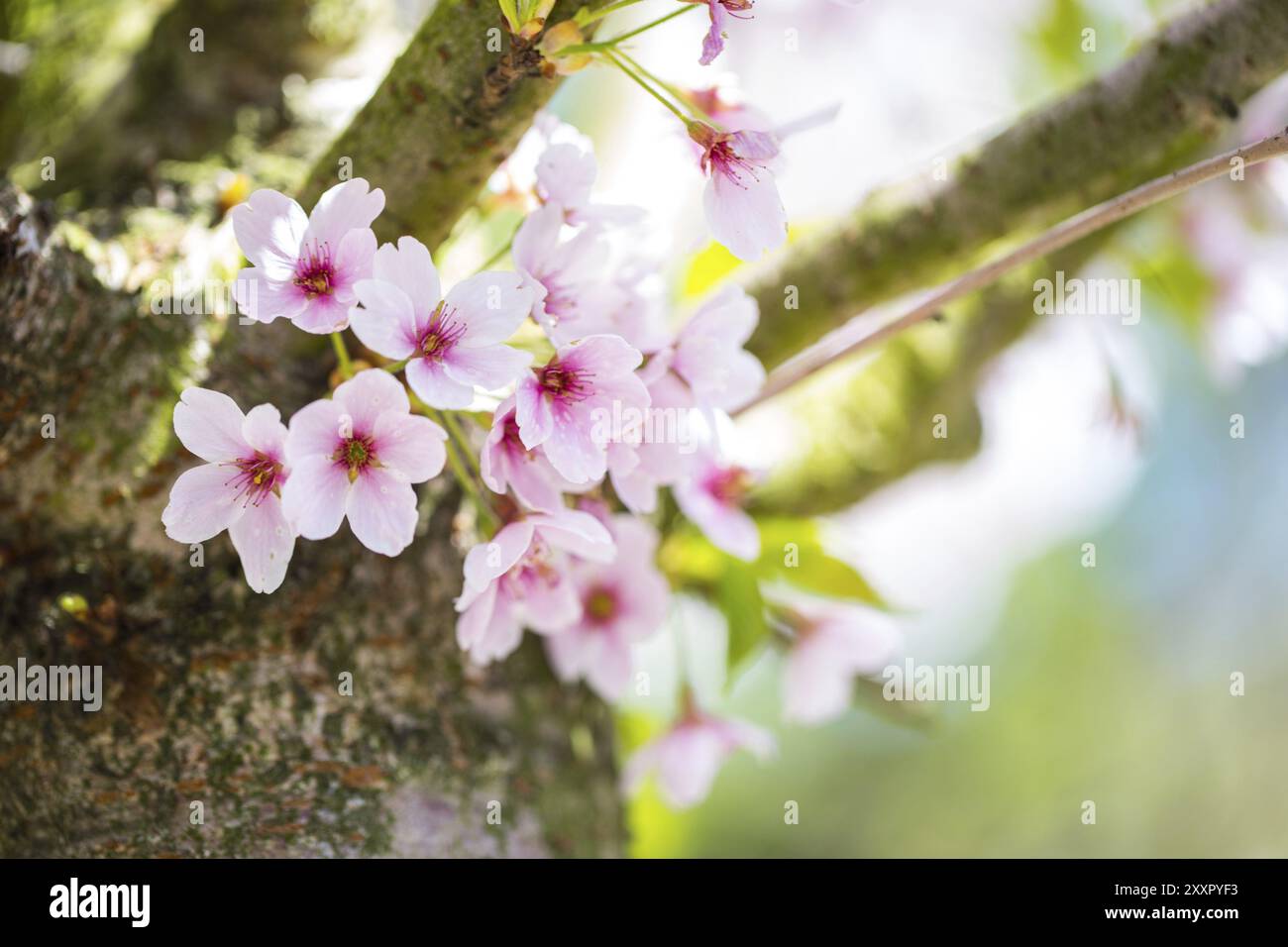Close shot cherry tree in hi-res stock photography and images - Alamy