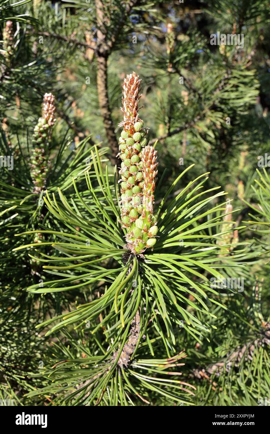 Pinus mugo. Needles and buds close up, Beautiful natural background ...