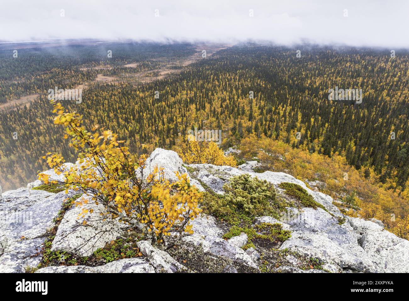 Autumn fog, Muddus National Park, Laponia World Heritage Site ...