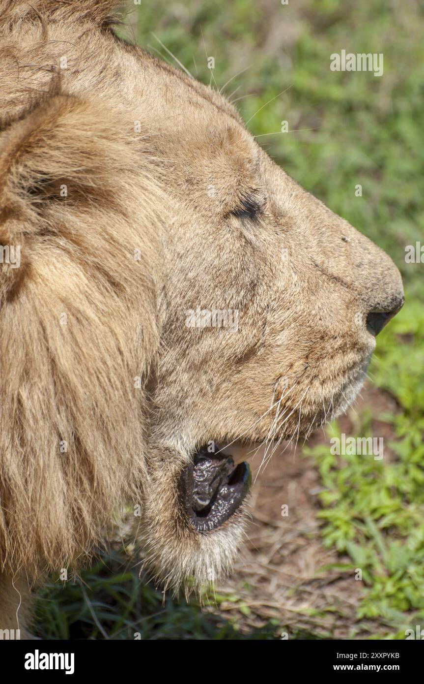 Portrait of a male lion from the side Stock Photo - Alamy