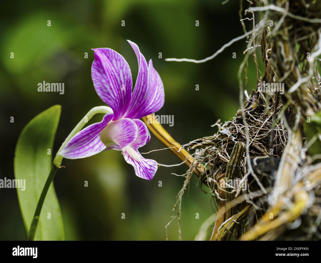 Single hybrid dendrobium orchid flower with leaf, selective focus Stock ...