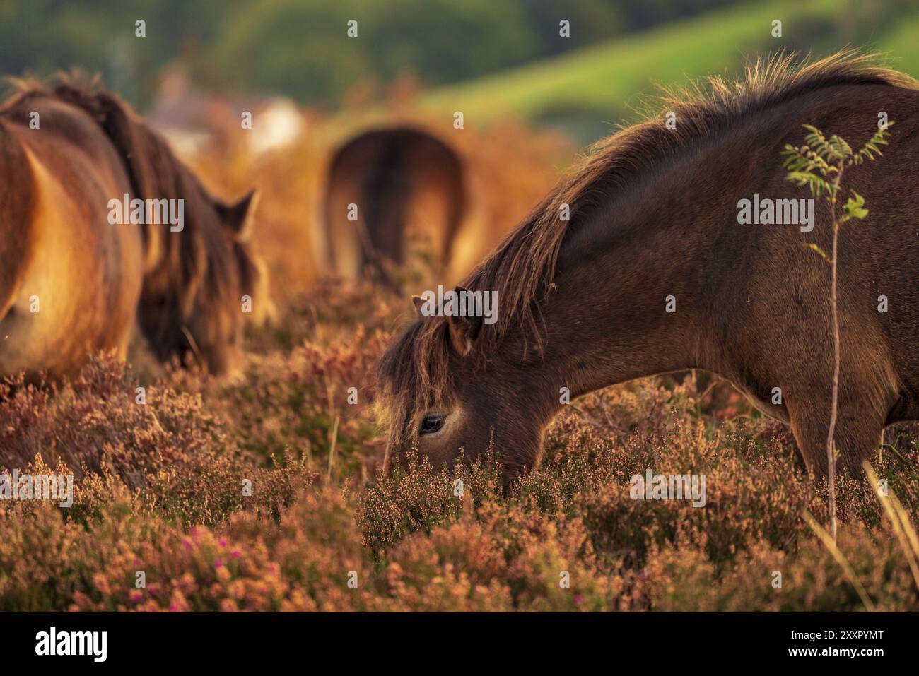 Wild Exmoor Ponies, seen on Porlock Hill in Somerset, England, UK Stock ...
