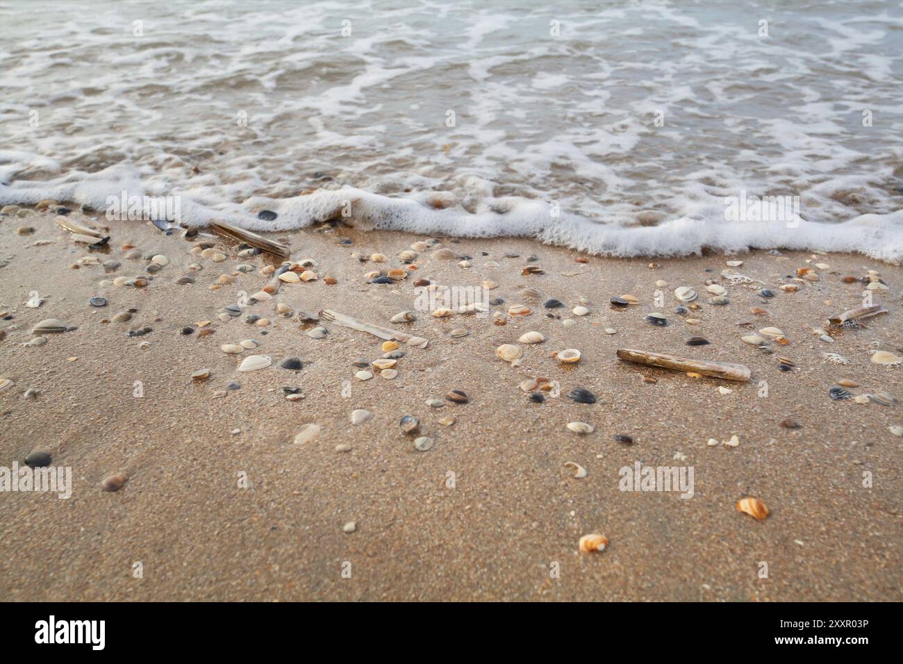 Sea waves on sand beach with mollisk shells, North Holland Stock Photo ...