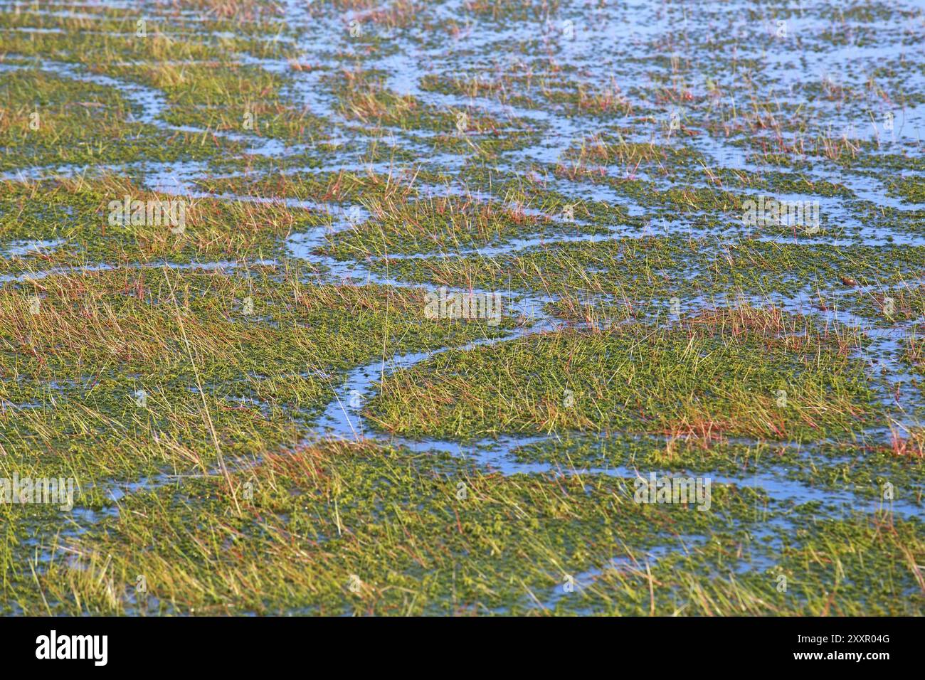 Background of green algae and water on swamp Stock Photo - Alamy