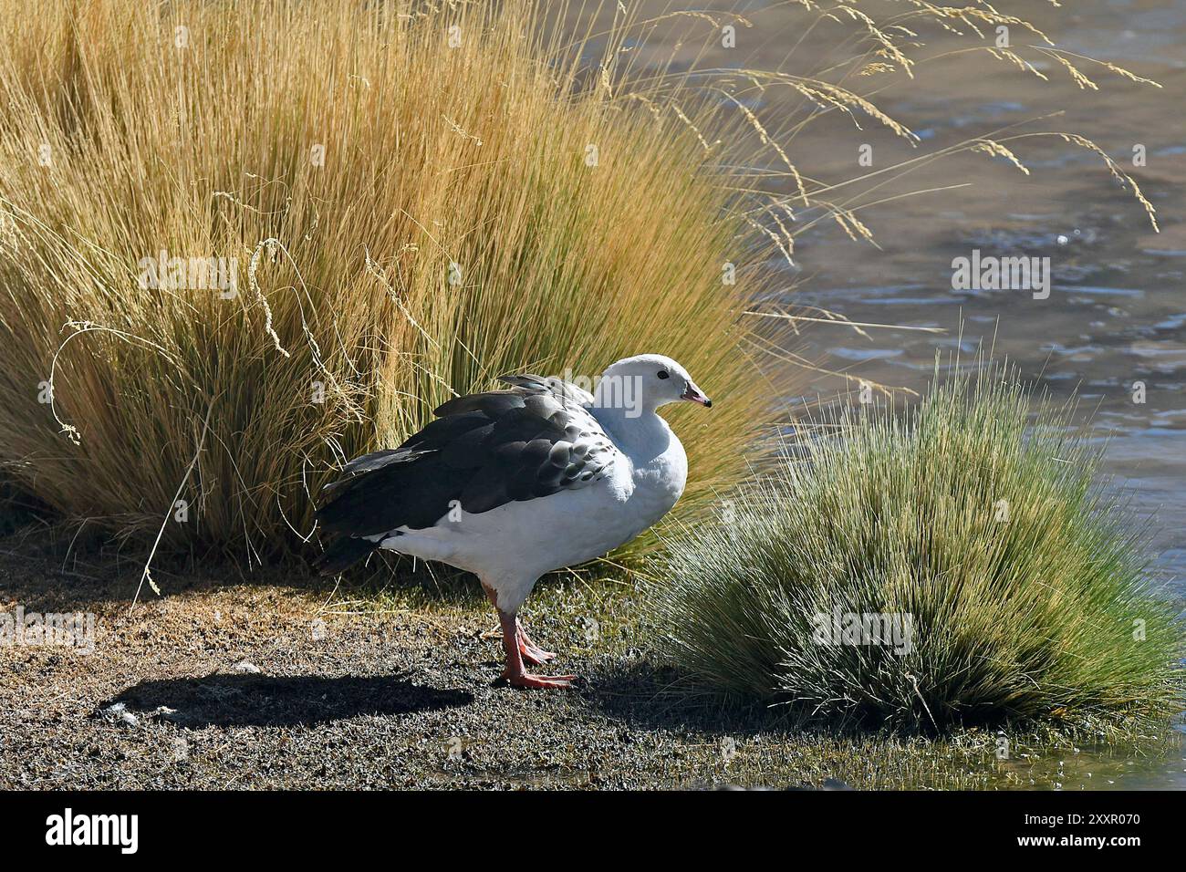 fauna at the Atacama desert Stock Photo - Alamy