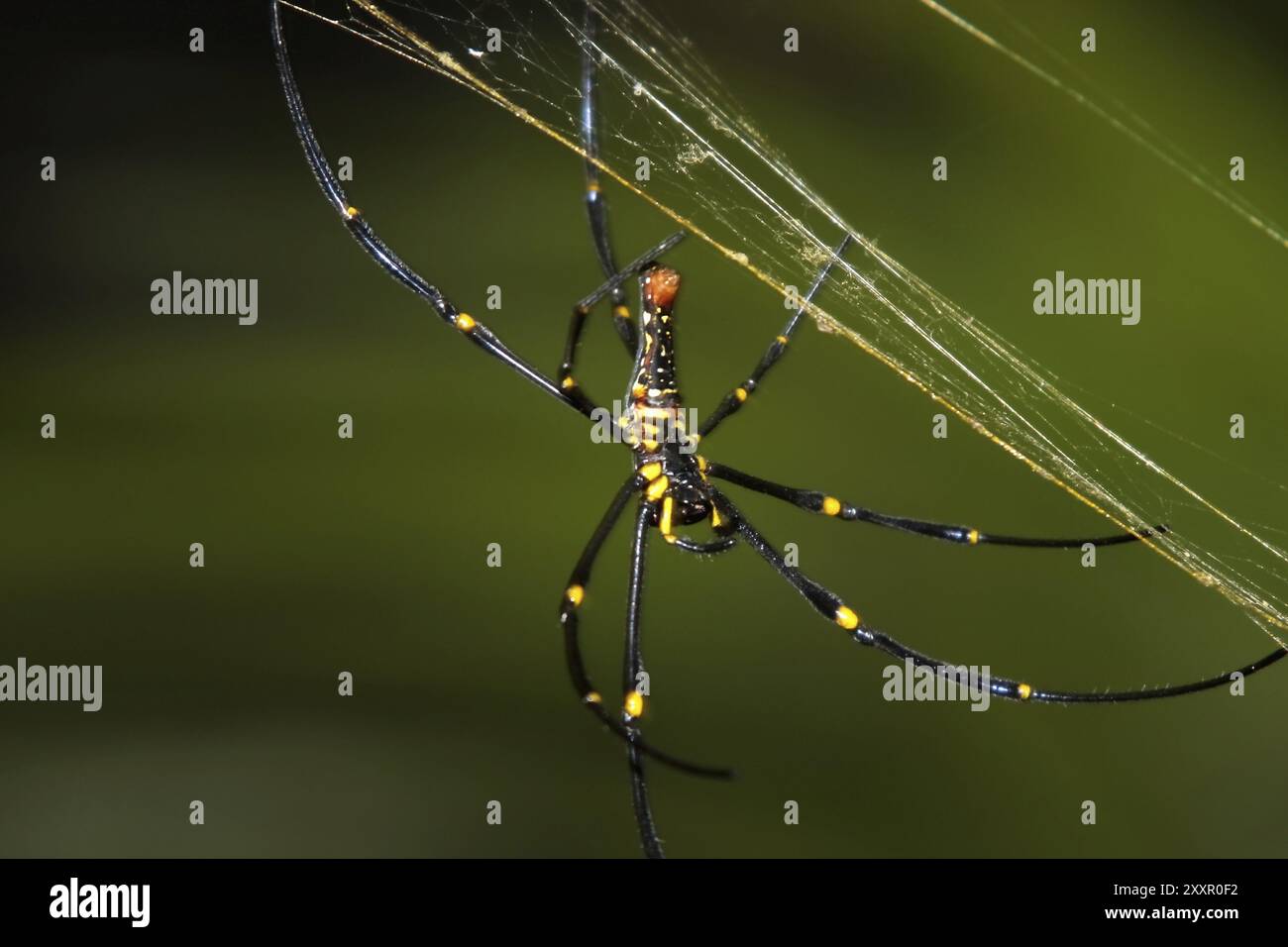Giant spider in a rice field in Bali Stock Photo - Alamy