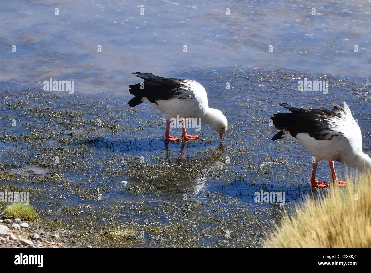 fauna at the Atacama desert Stock Photo - Alamy