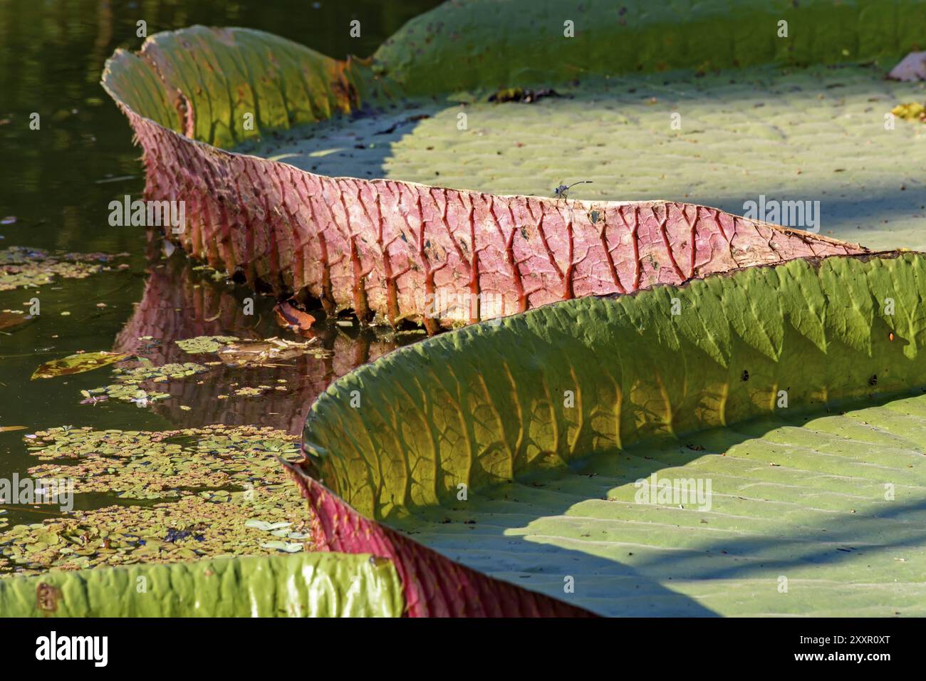 Detail of texture, clolors and shape of Victoria amazonica on a lake ...