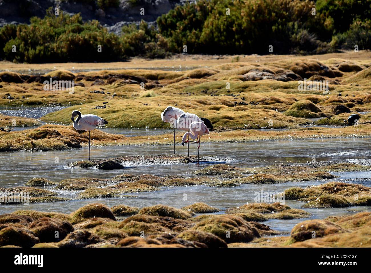 fauna at the Atacama desert Stock Photo - Alamy