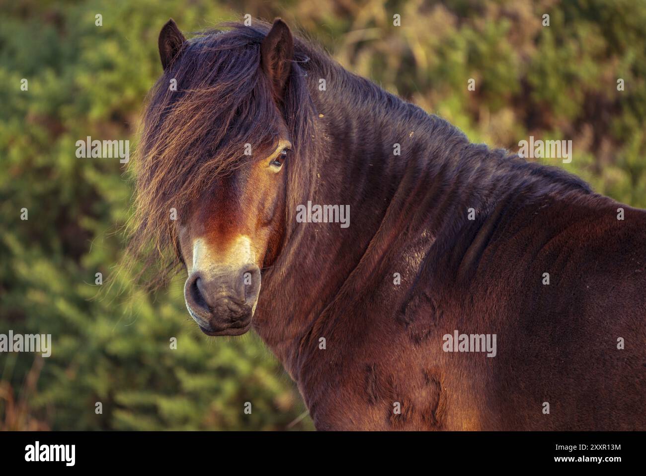A wild Exmoor Pony, seen on Porlock Hill in Somerset, England, UK Stock ...