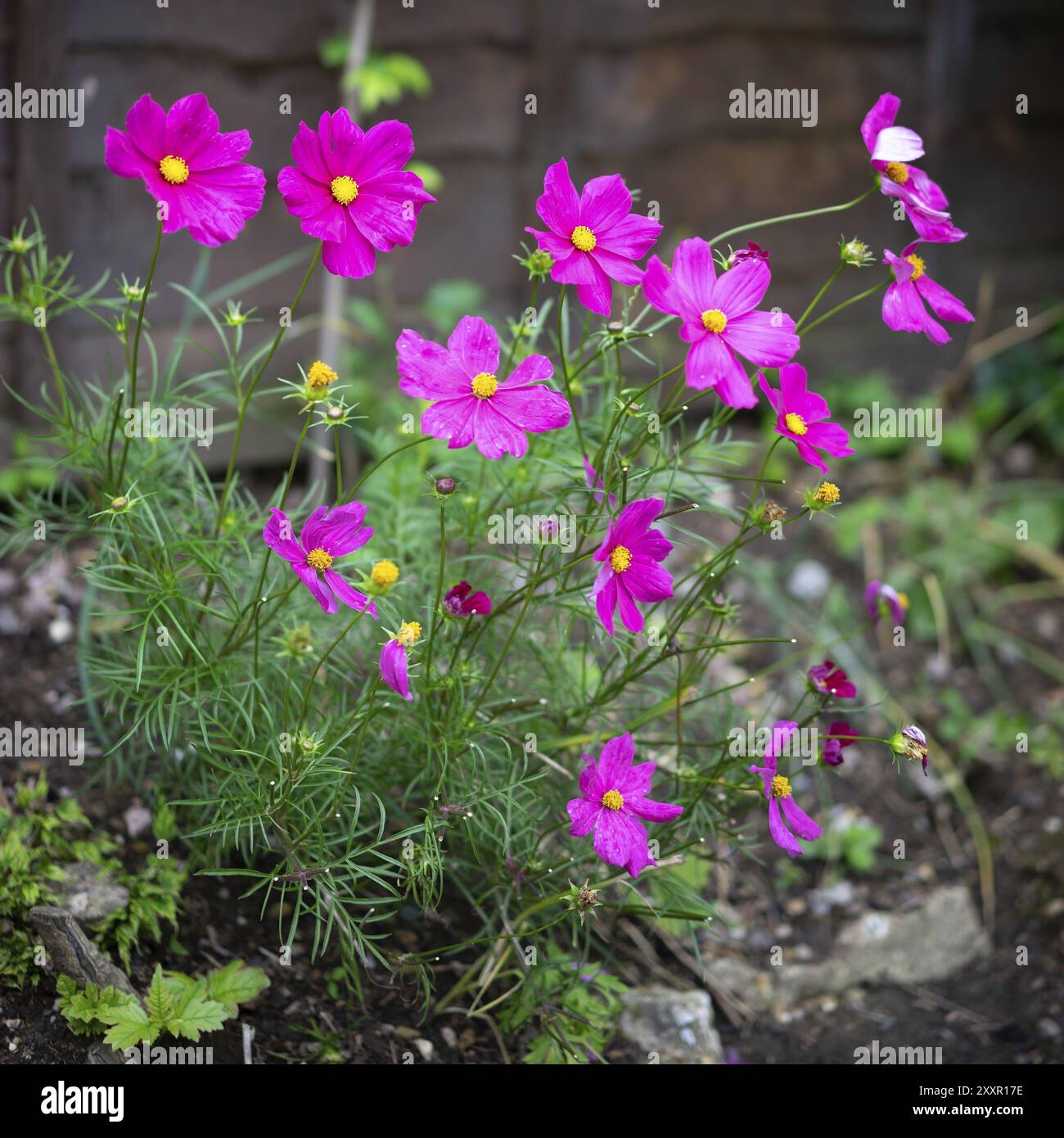 A cluster of vivid Cosmos flowers Stock Photo - Alamy
