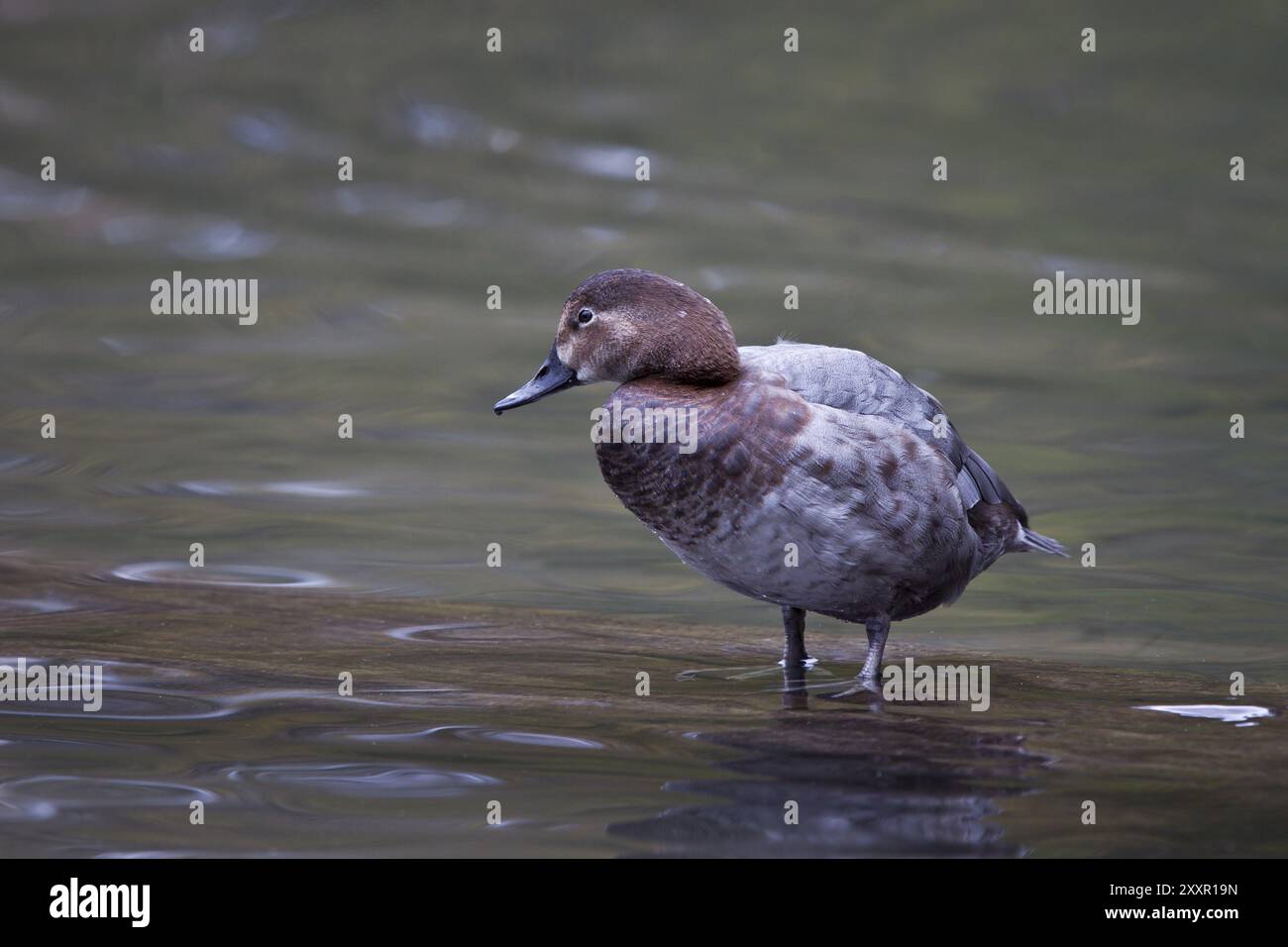 Common pochard, female, Aythya ferina, common pochard, female Stock ...