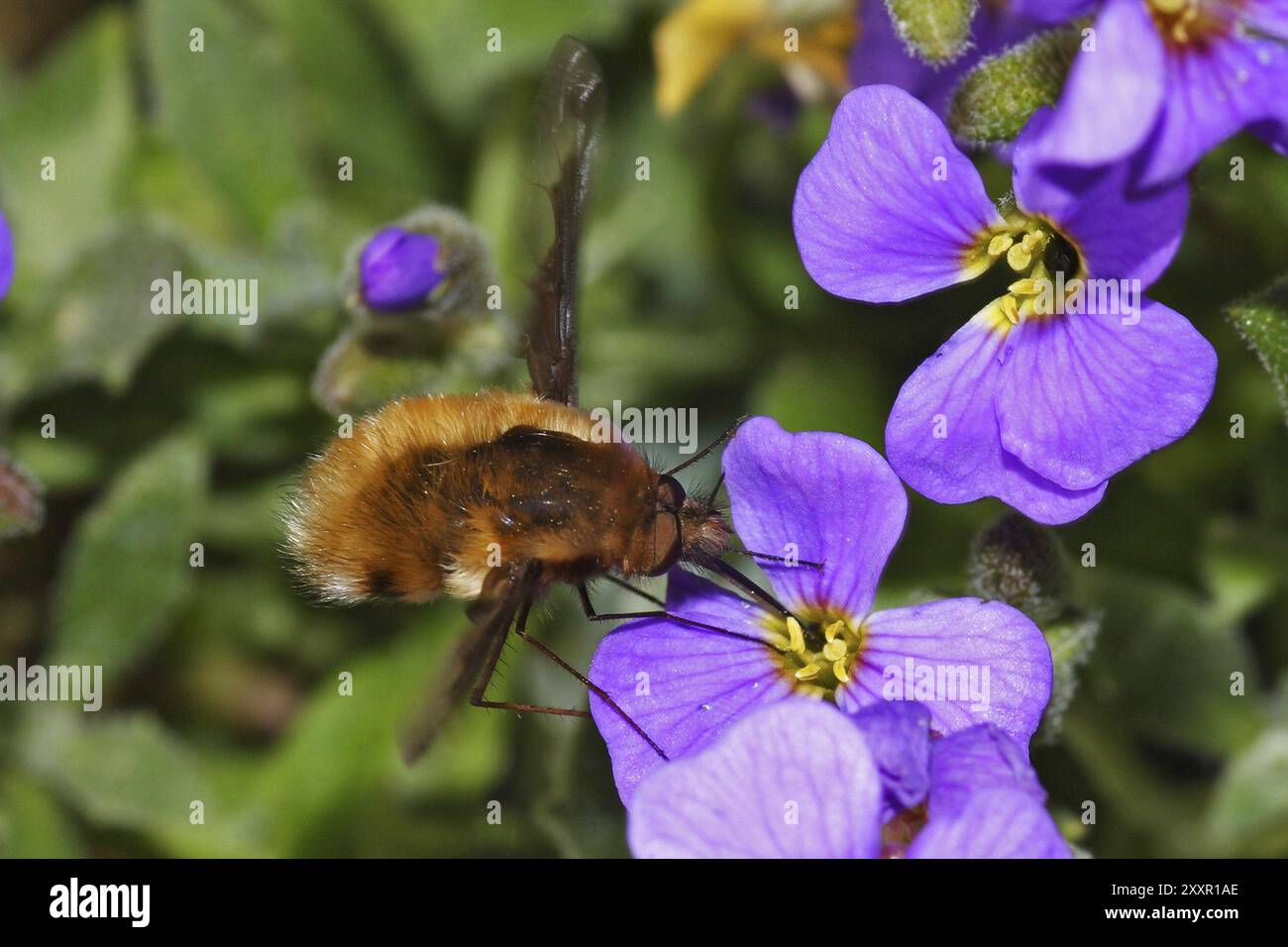 Large bee fly, Bombylius major, bee fly Stock Photo - Alamy