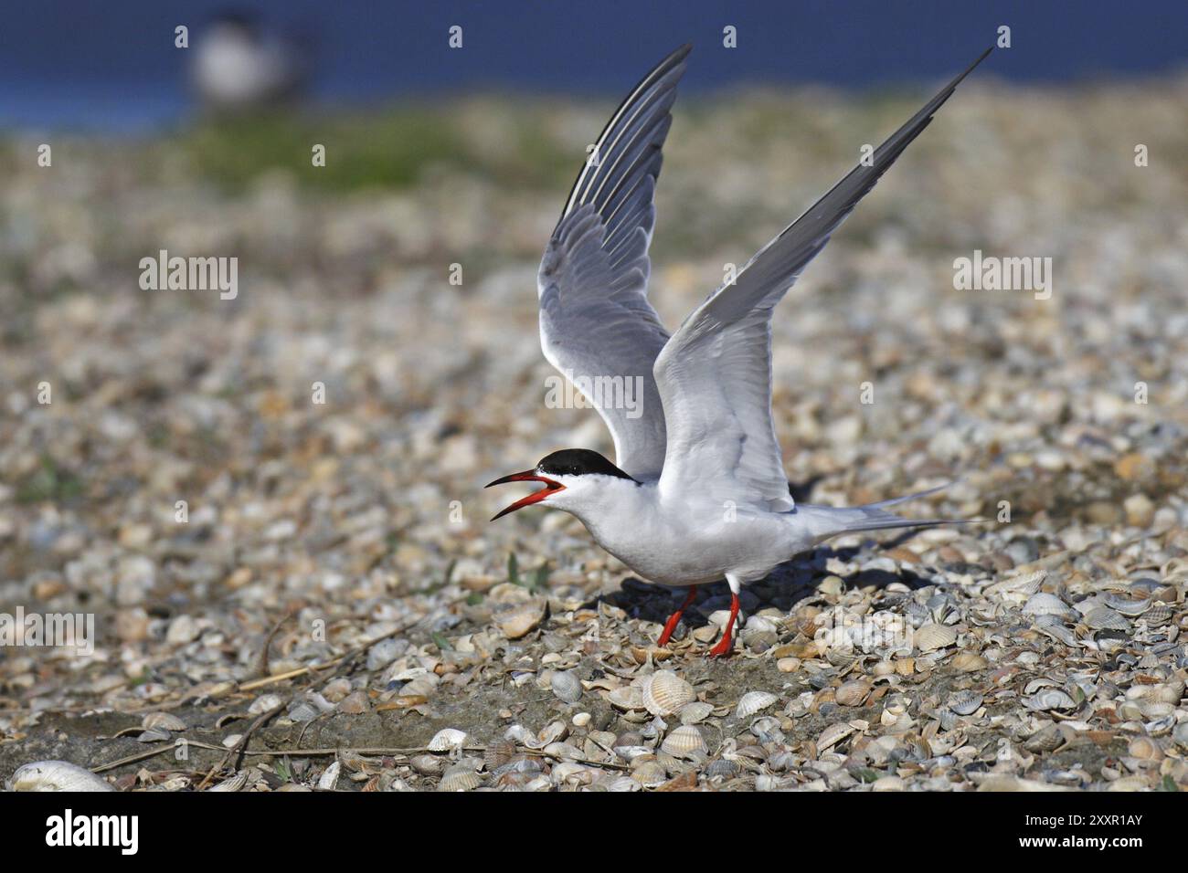 Common Tern, Sterna hirundo, common tern Stock Photo - Alamy