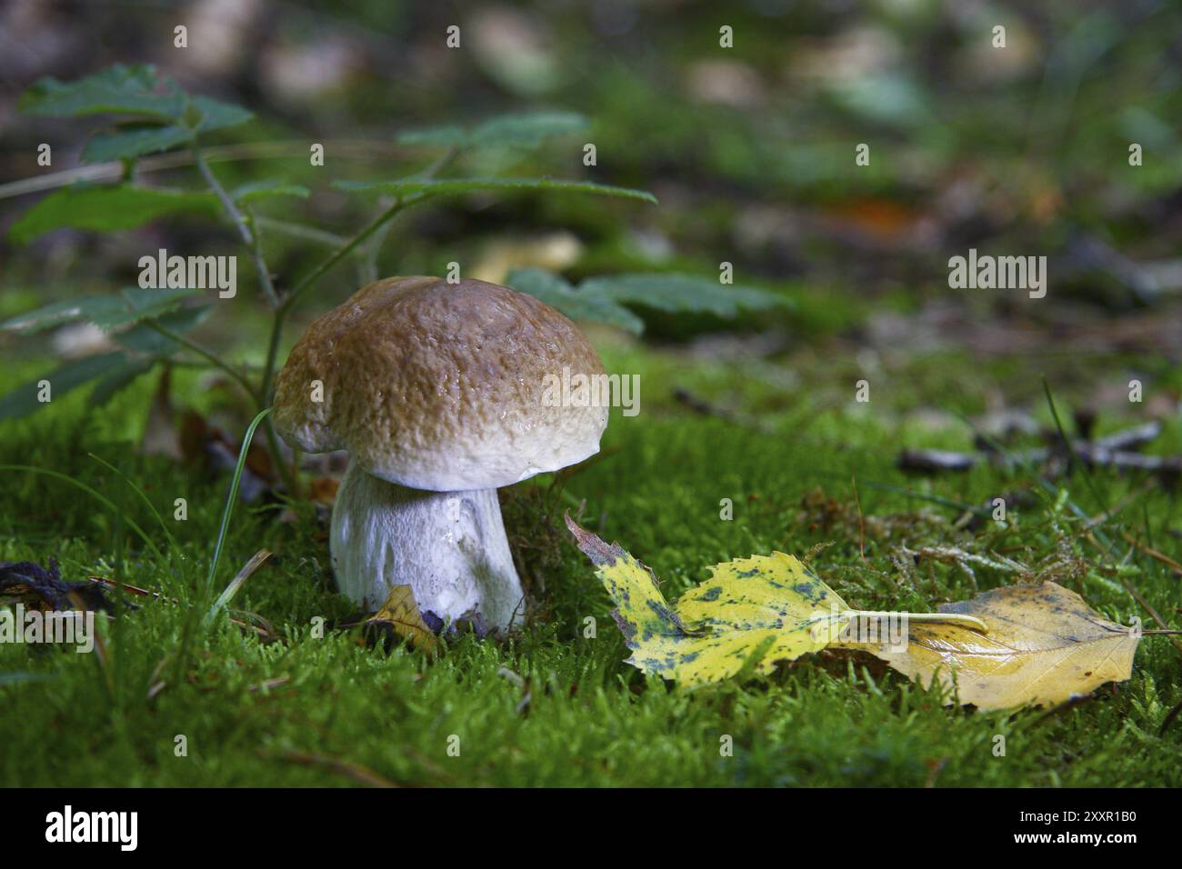 Porcini mushroom Boletus edulis Stock Photo - Alamy