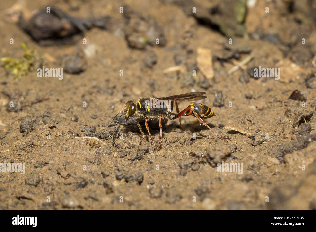 Oriental mortar wasp, Sceliphron curvatum, oriental mortar Stock Photo ...