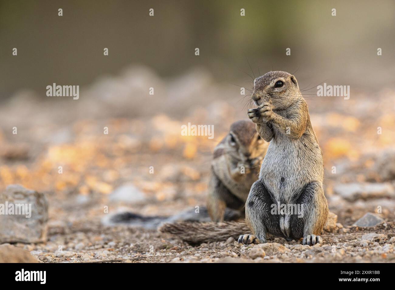 Cape ground squirrel (Xerus inauris Stock Photo - Alamy