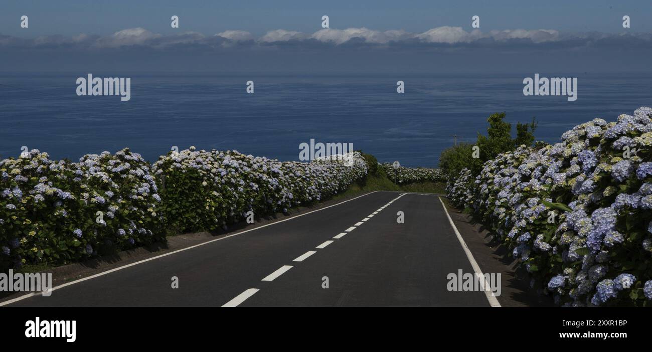 Hydrangea, blooming, azores Stock Photo - Alamy