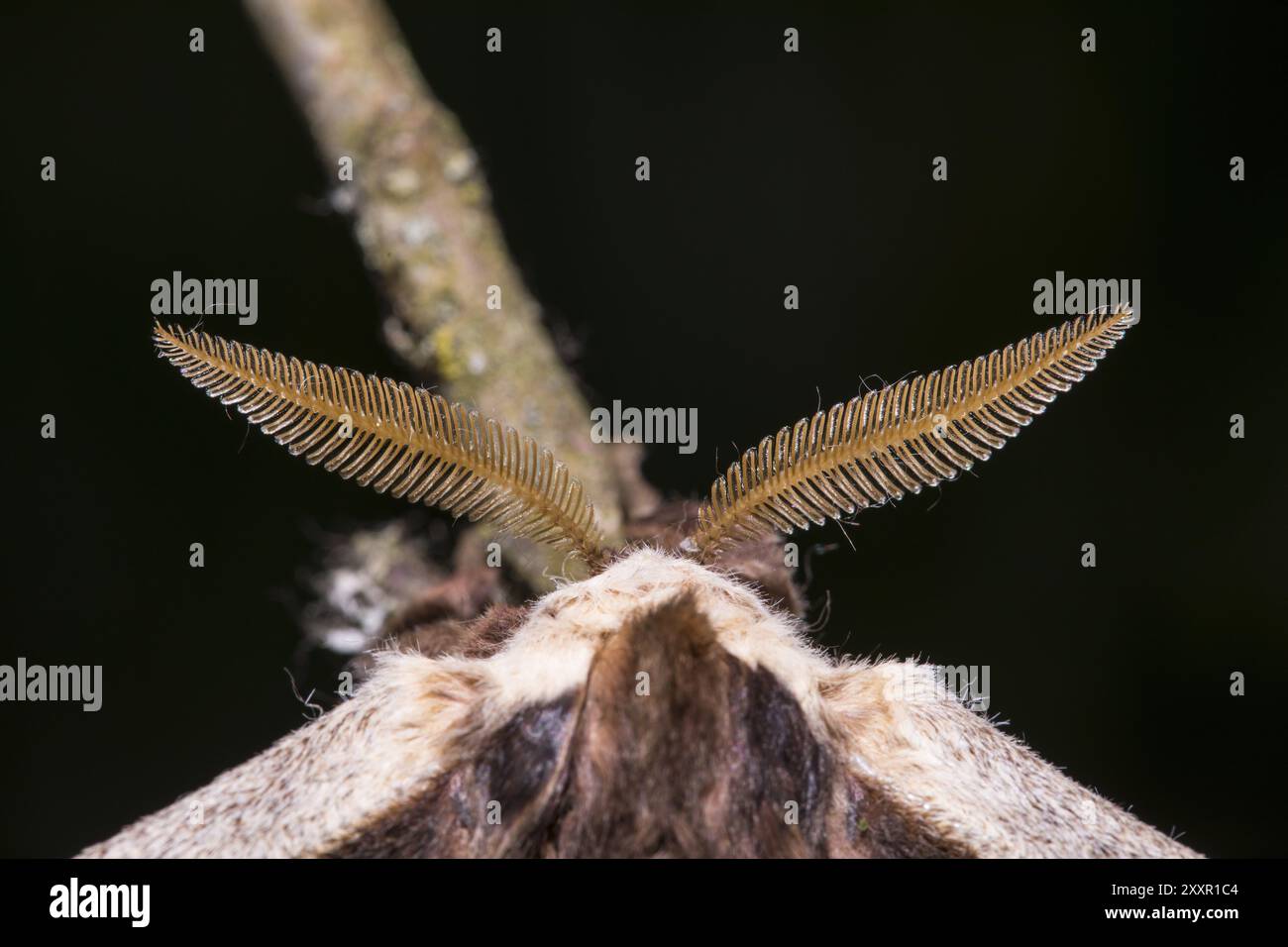 Saturnia pyri, giant peacock moth, male Stock Photo - Alamy