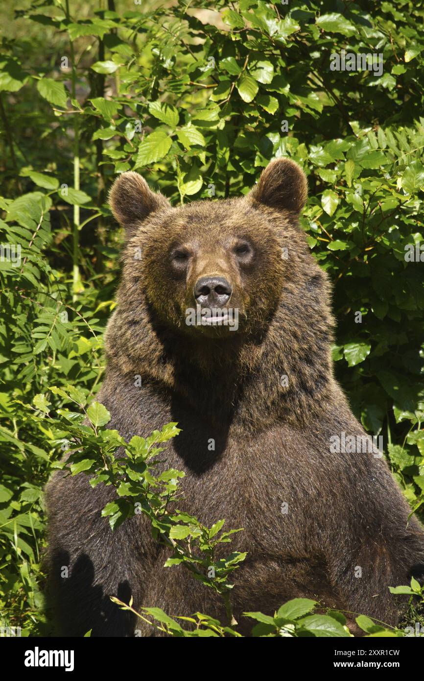 Brown bear sunbathing Stock Photo - Alamy