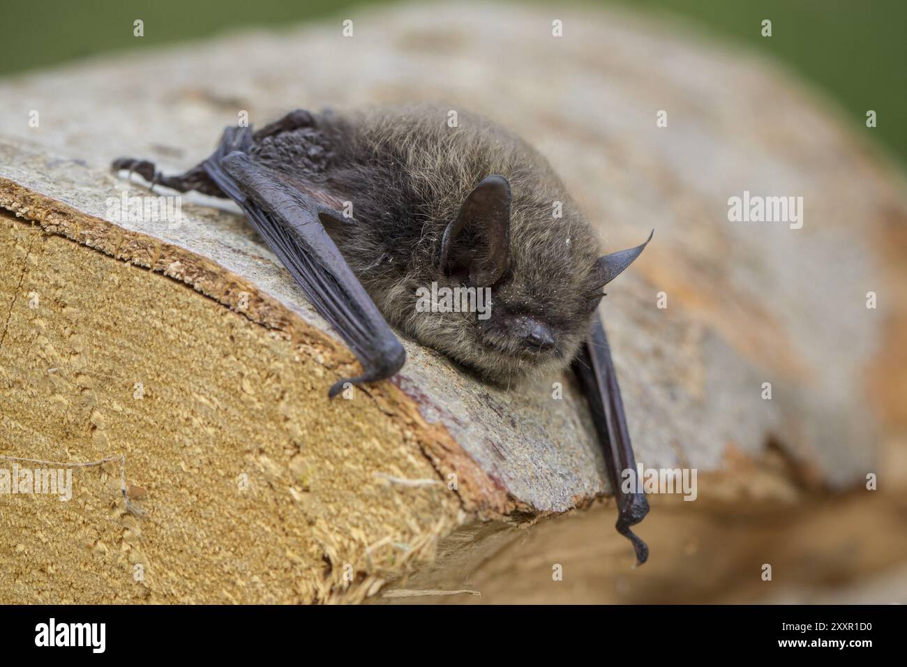 Myotis mystacinus hi-res stock photography and images - Alamy