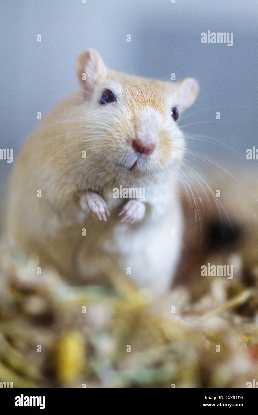 Mongolian gerbil (Meriones), gerbil as a pet Stock Photo - Alamy