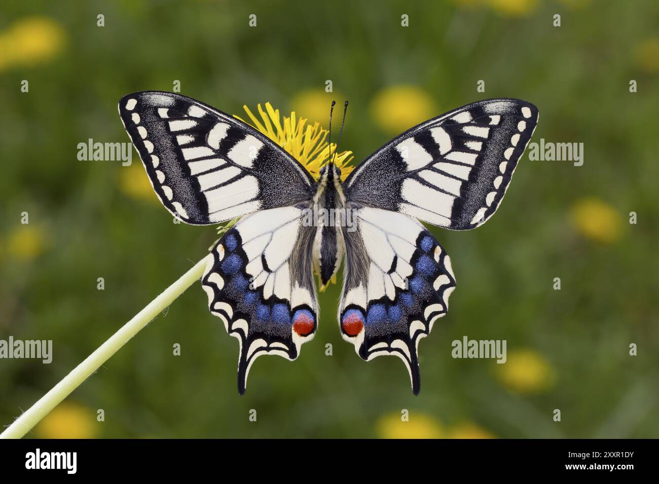 Swallowtail, Papilio machaon, Common Yellow Swallowtail Stock Photo - Alamy