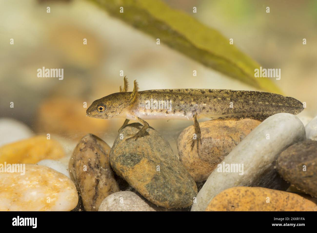 Pond newt larva, Lissotriton vulgaris, smooth newt Stock Photo - Alamy