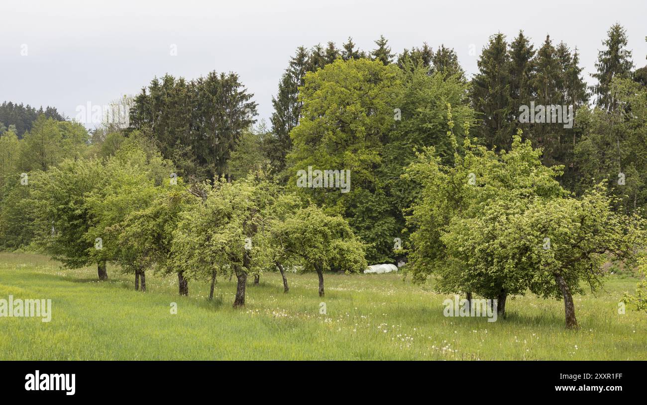 Scattered orchard hi-res stock photography and images - Alamy