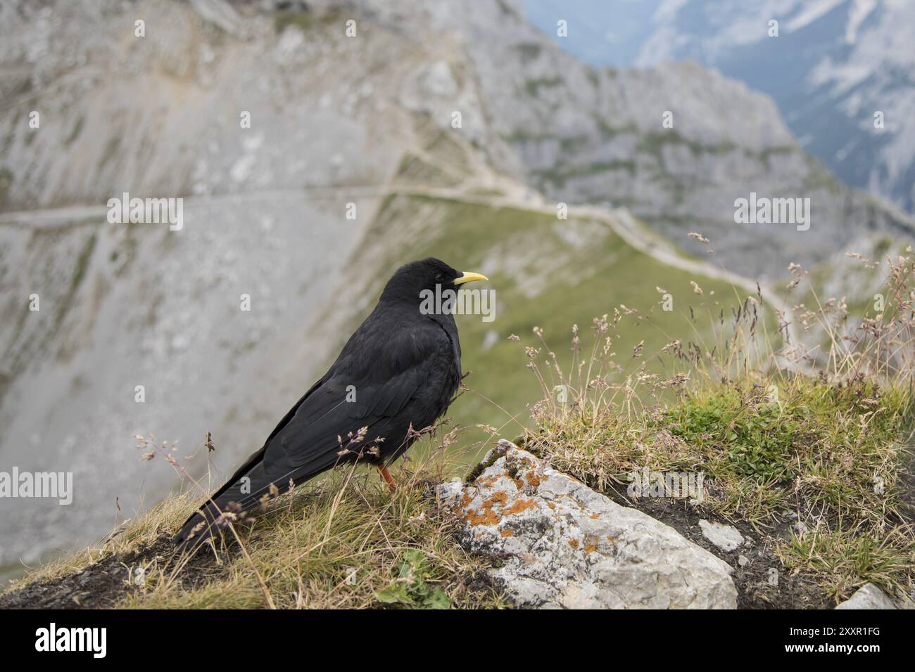 Alpine chough, Pyrrhocorax graculus, Alpine chough Stock Photo - Alamy