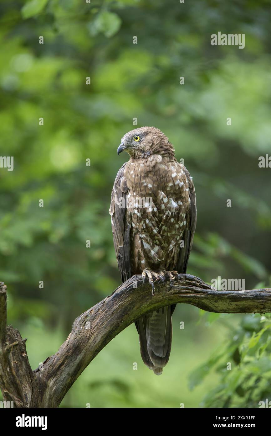 Honey buzzard, female, European honey buzzard, female, Pernis apivorus ...