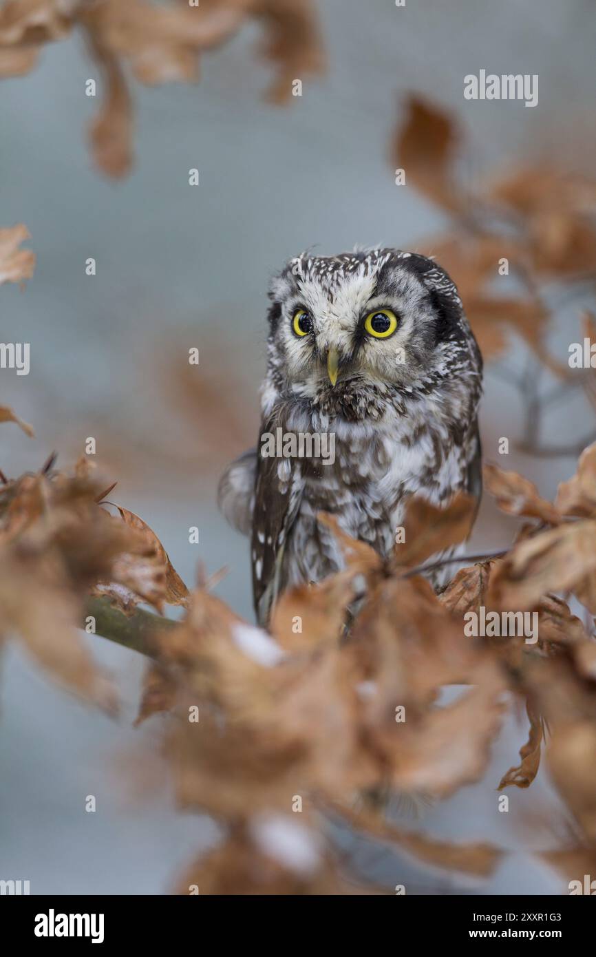 Boreal owl, Aegolius funereus, boreal owl Stock Photo - Alamy