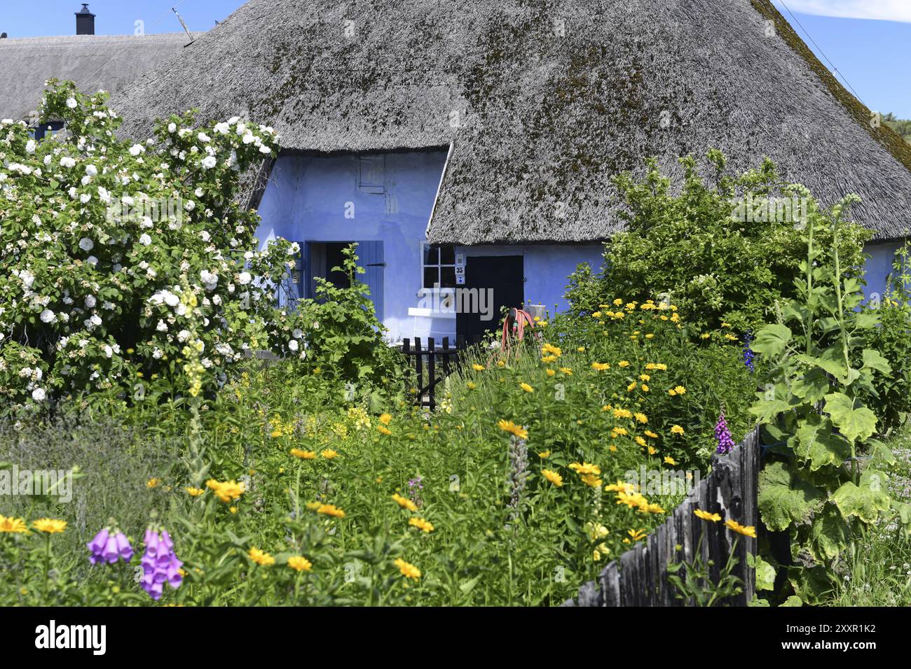 A thatched farmhouse with a blue facade and surrounding garden, Ruegen ...