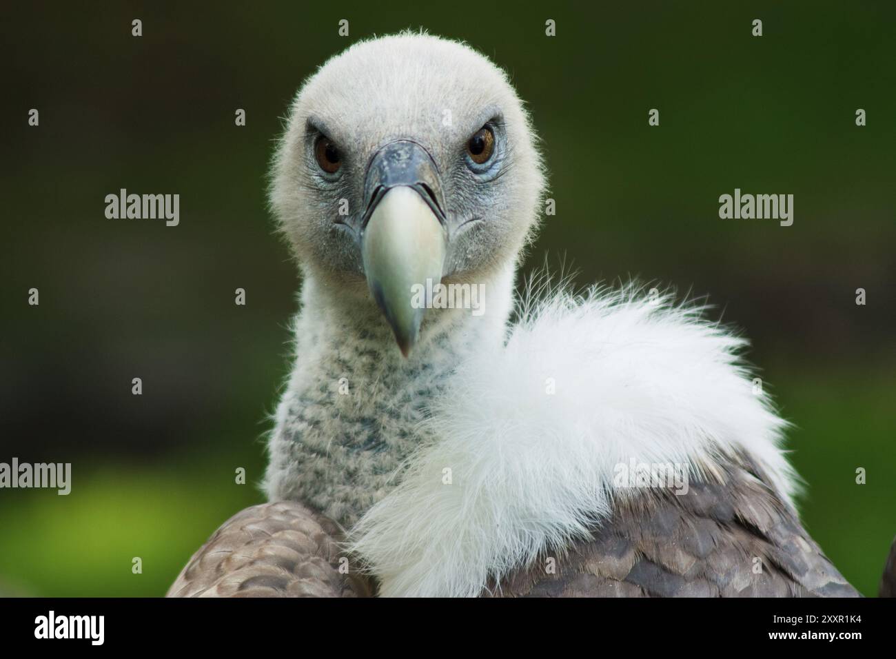 Griffon vulture, Central European habitat Stock Photo - Alamy