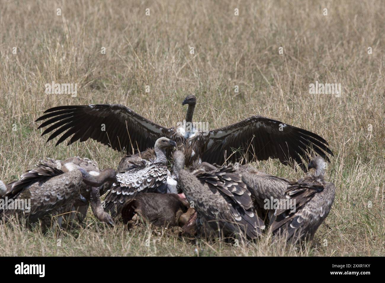 White-backed vulture and barred vulture fighting at the carrion Stock ...
