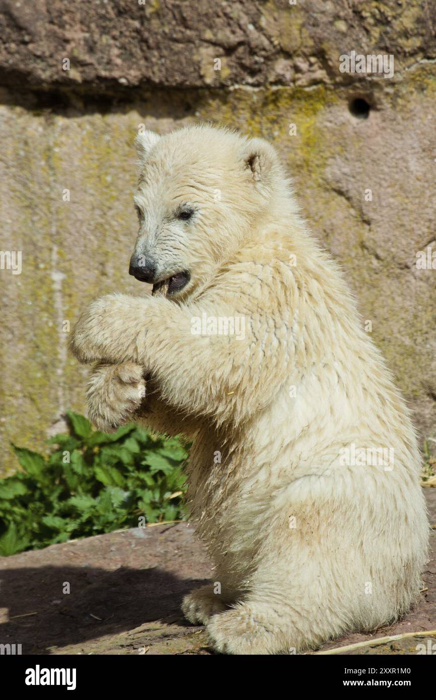 Wildlife play hi-res stock photography and images - Alamy