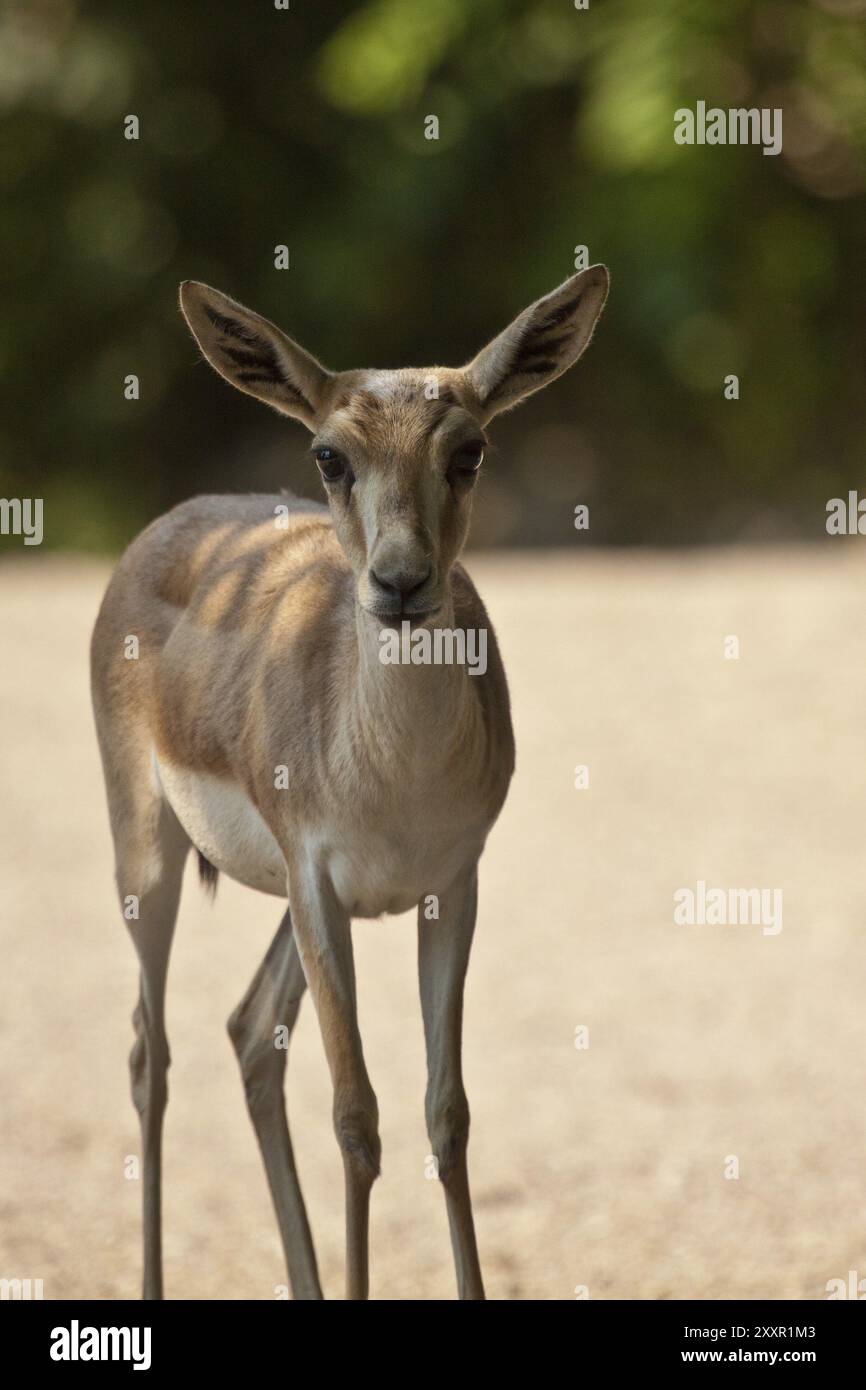 Female Persian goitered gazelle Stock Photo - Alamy