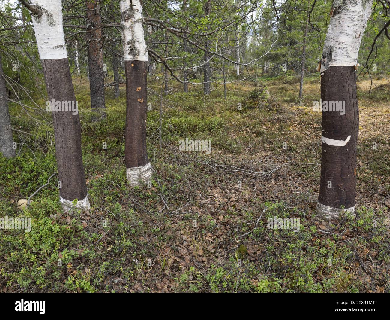 Hairy Birch (Betula pubescens) tree stems in forest, May, Finnish ...