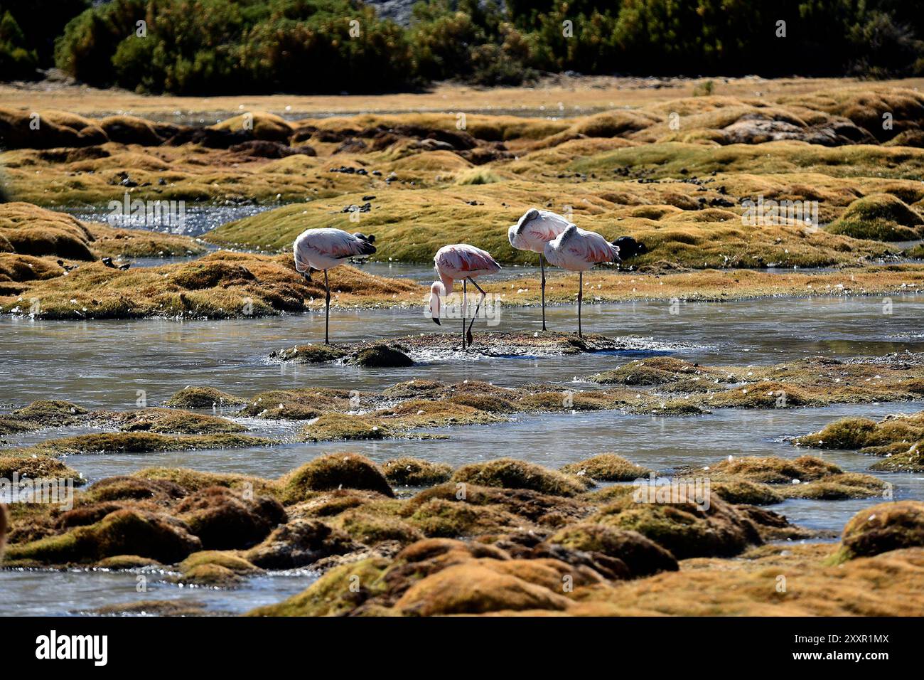fauna at the Atacama desert Stock Photo - Alamy