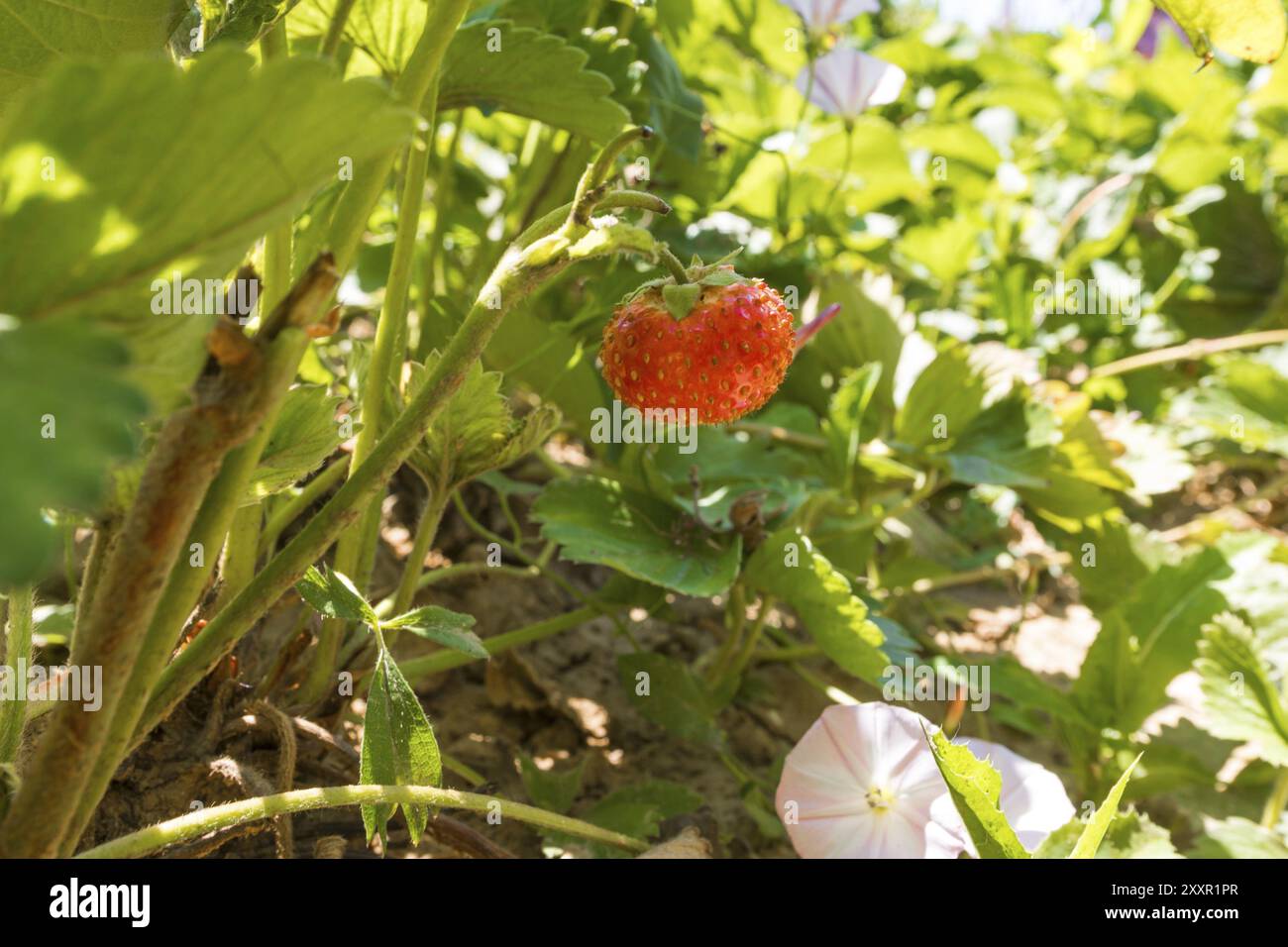 Strawberries on vine hi-res stock photography and images - Alamy