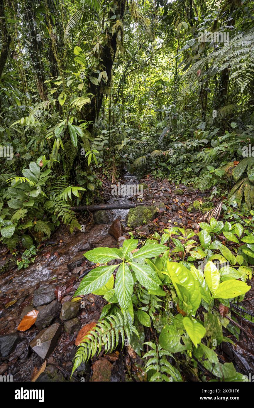 Small stream in the tropical rainforest, dense green vegetation, Laguna ...