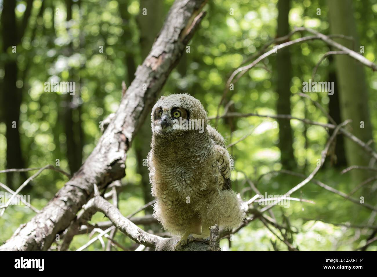 Natural scene from Wisconsin state park Stock Photo - Alamy