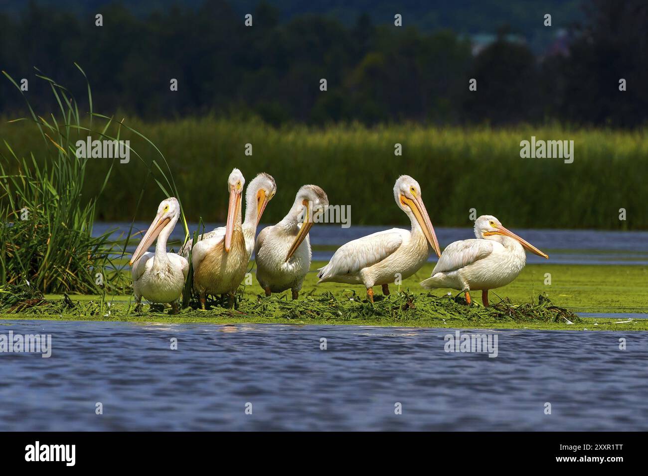 Nature scene from Wisconsin Stock Photo - Alamy